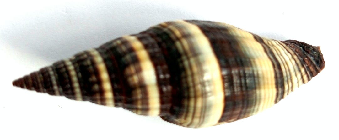 Collectibles Sea Shell Mitridae Sp...mitra Shell.size 42 Mm..item 230 ...