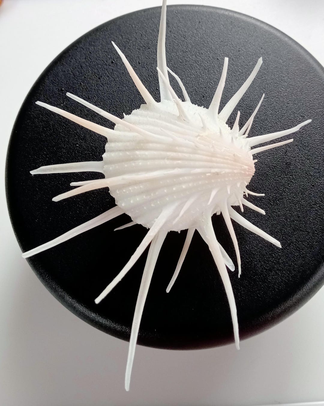 Seashell Spondylus Imperialis 110 Mm..very Nice..item 100 - Etsy