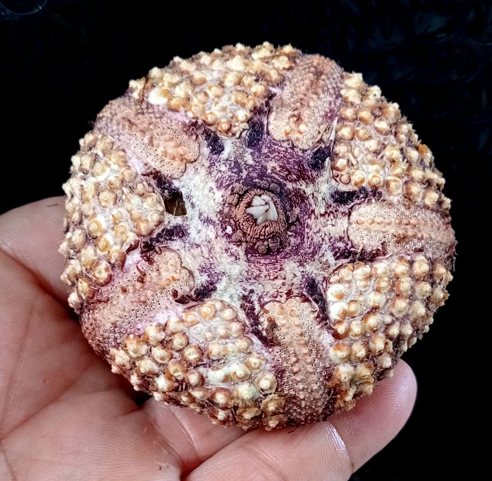 Echinothrix Calamaris 72 Mm..sea Urchin.no Hole.item # 4 - Etsy