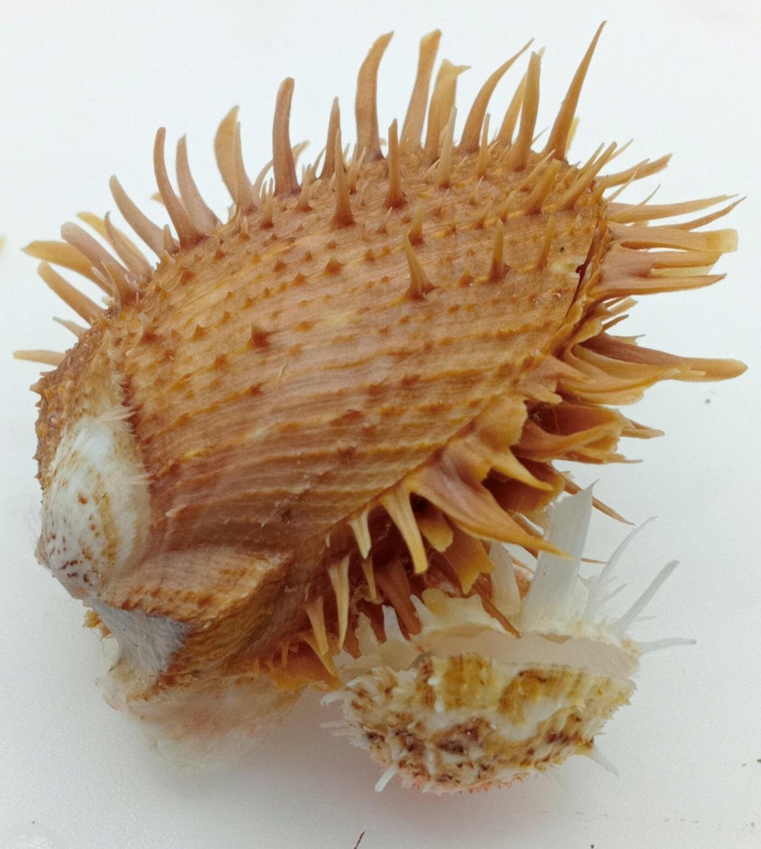 Seashell-spondylus Variegatus With Small Spondylus Attached 81 Mm..item ...