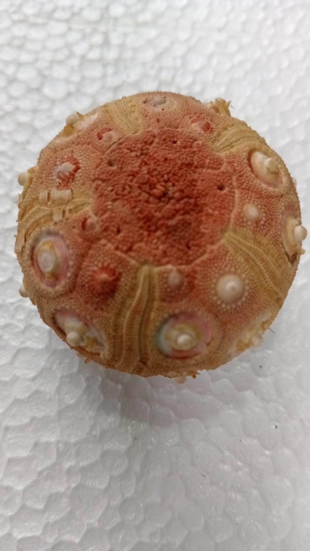 Deep Sea Urchin 42 Mm.temporary Not Ship to United States... Nature ...