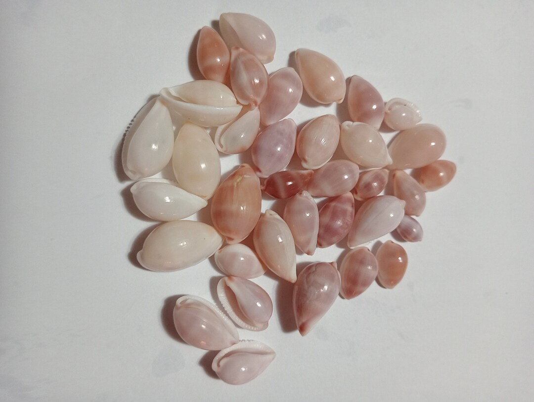 Seashell Volva Species 35 Pcs Shell..smallest Type of Shell - Etsy