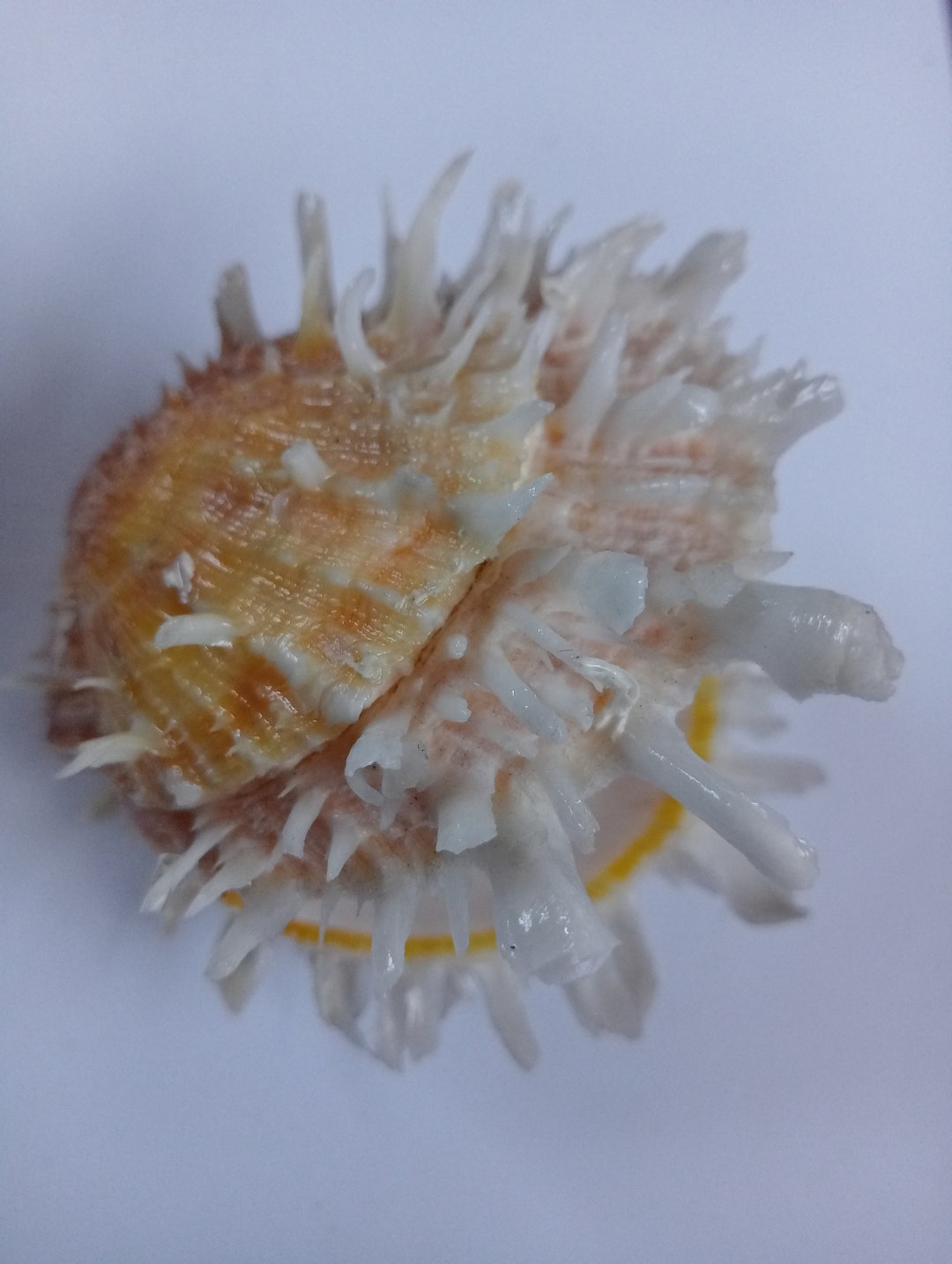 Seashell Spondylus Barbatus 92 Mm..unique Form - Etsy
