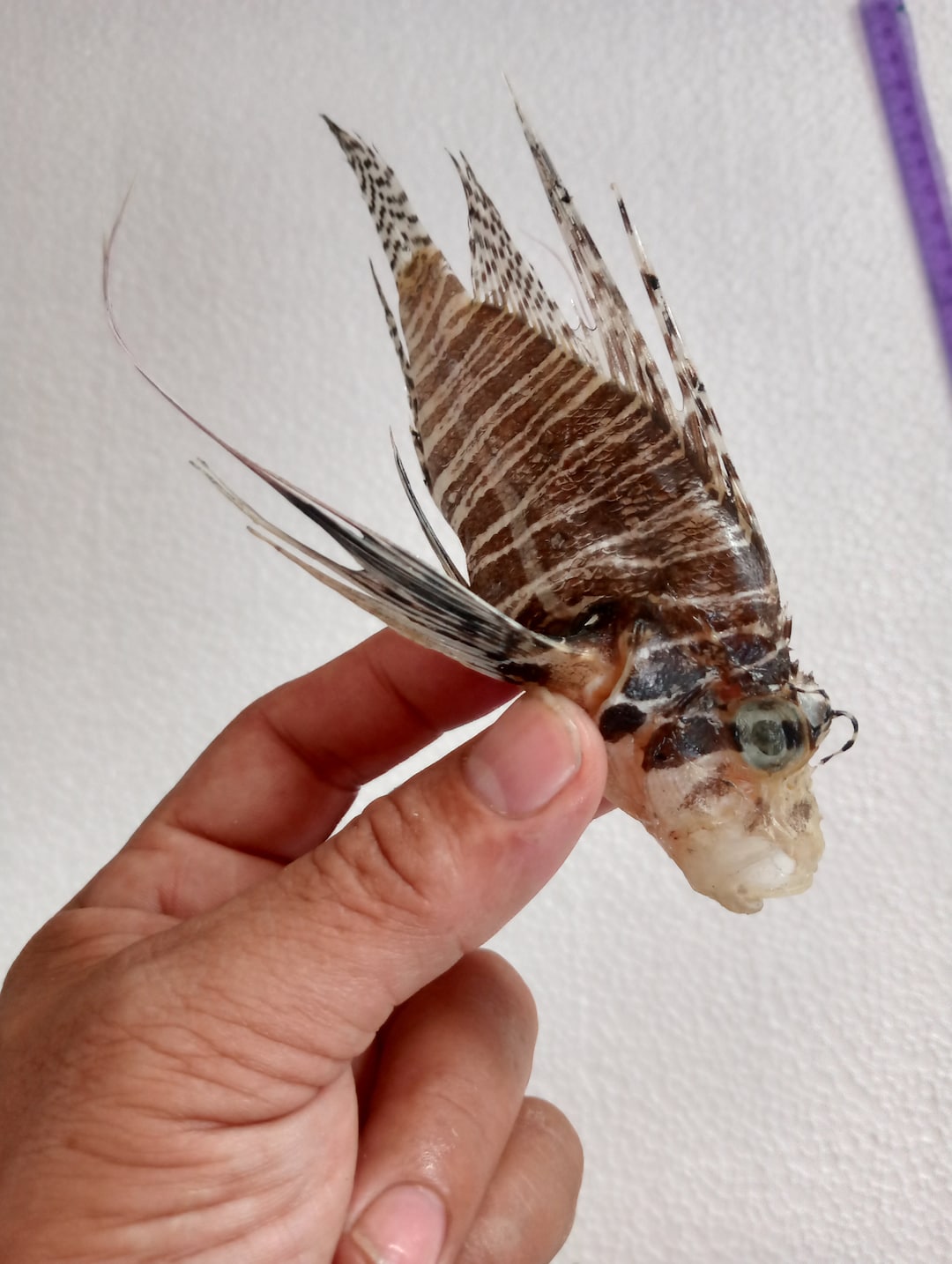 012 Crustacean Lion Fish 143 Mm..taxidermy Oddities - Etsy