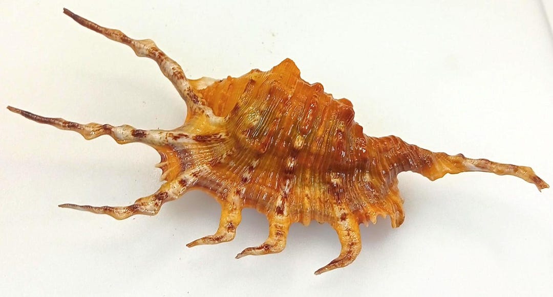 Sea Shell Lambis Scorpius..ocean Spider..with Operculum..seashell..136 ...