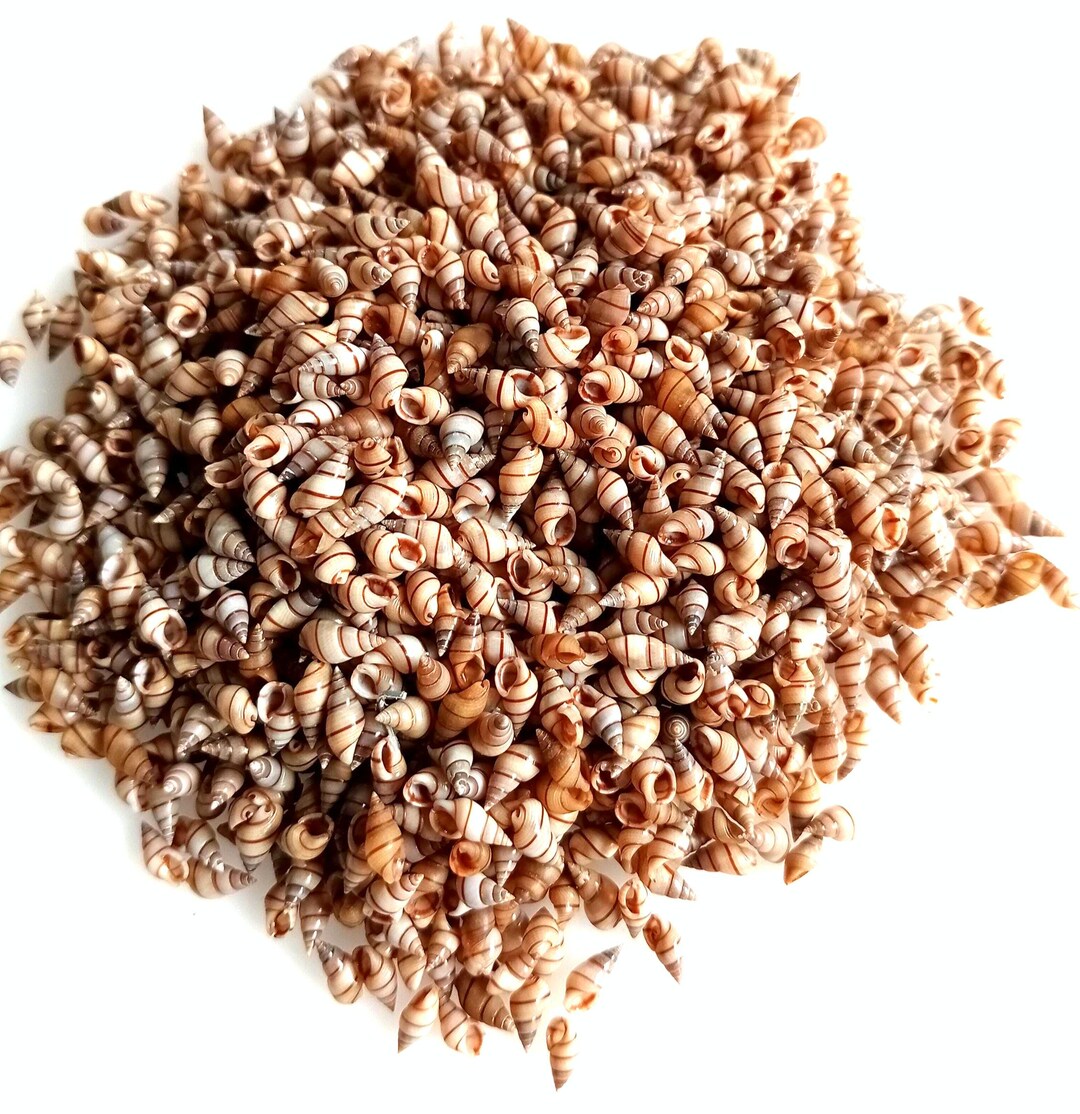 Sea Shell..300pcs Deep Sea Snail Shells..smallest..very Good - Etsy