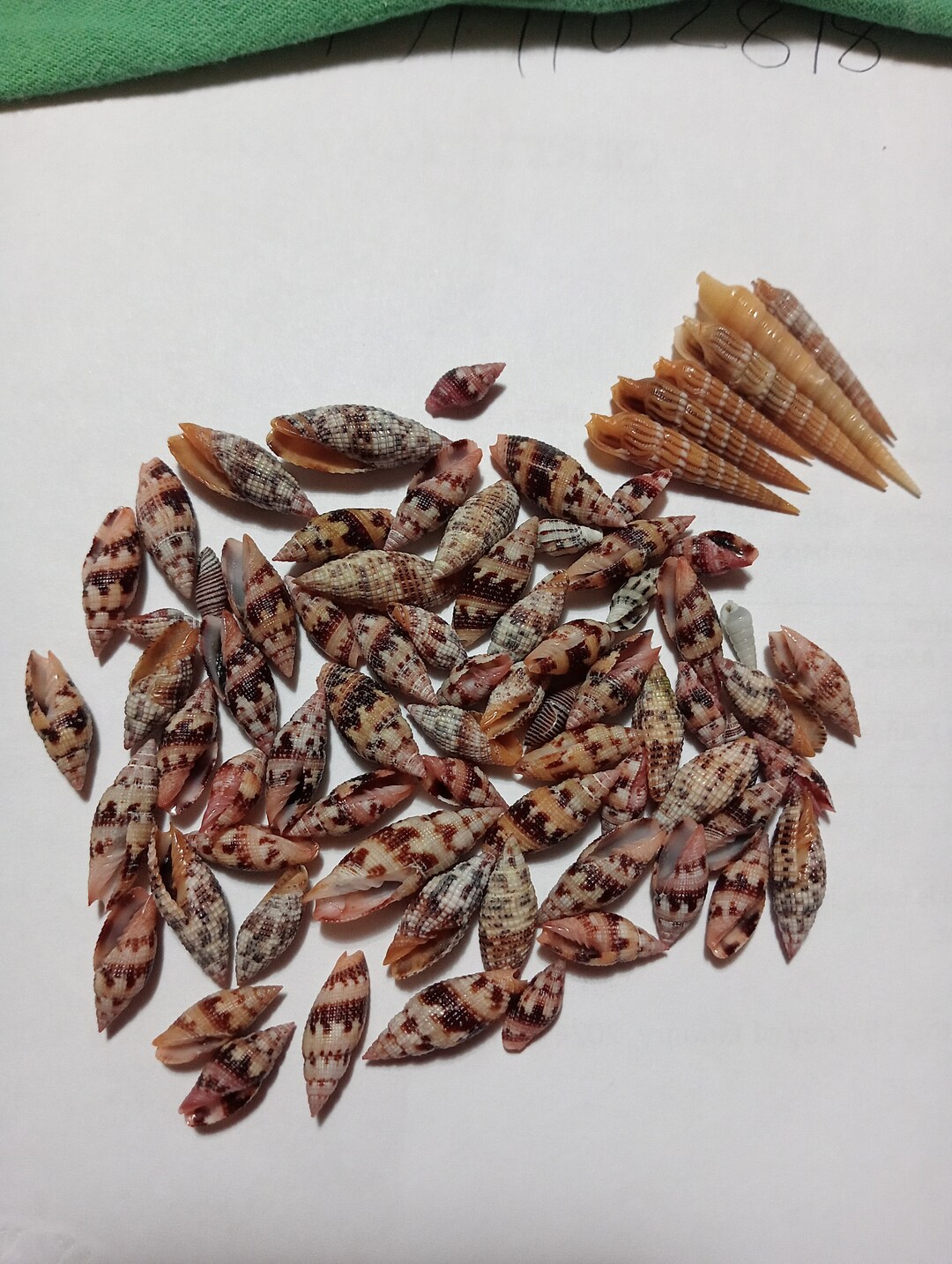 001 Seashell Mitra Sp...76 Pcs With Terebra - Etsy