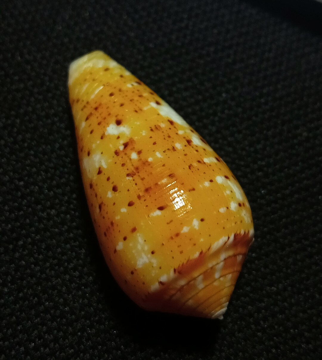 031 Craftshellhouse...seashell Conus Floccatus..40 Mm - Etsy