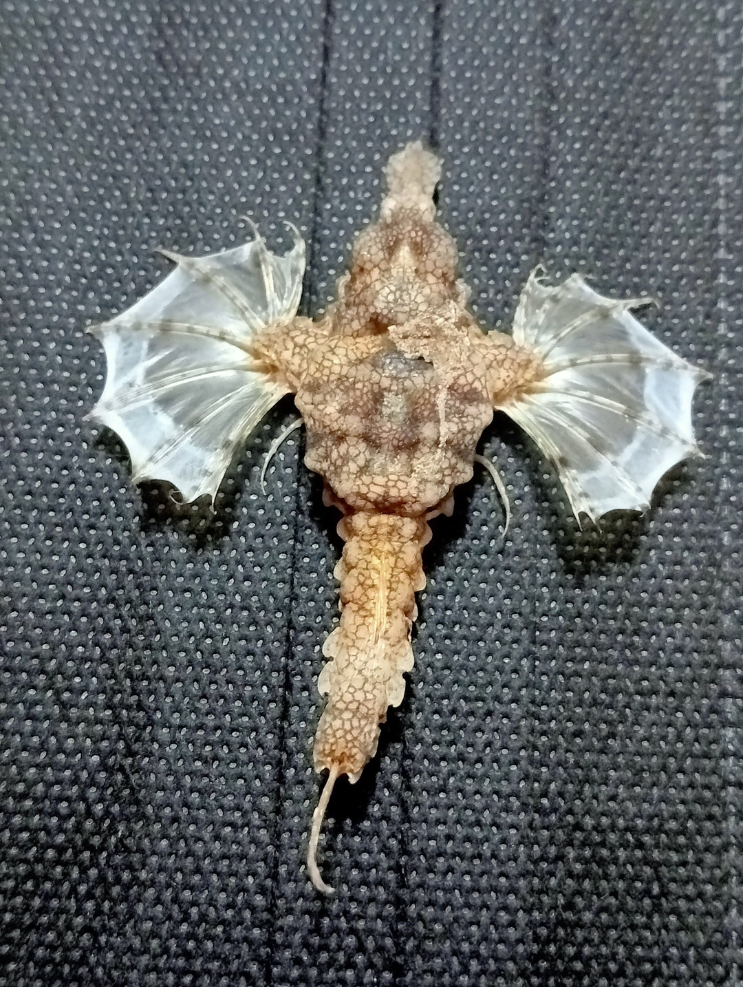 009 Crustacean Flying Fish 70 Mm..dried - Etsy