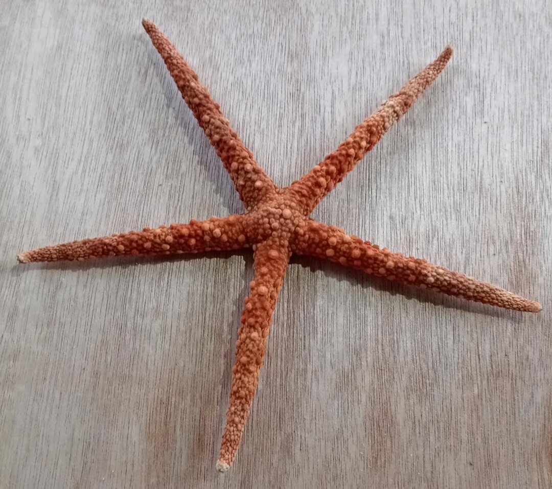 Taxidermy-real Knobby Star Fish 185 Mm..item # 32. Temporarily ...