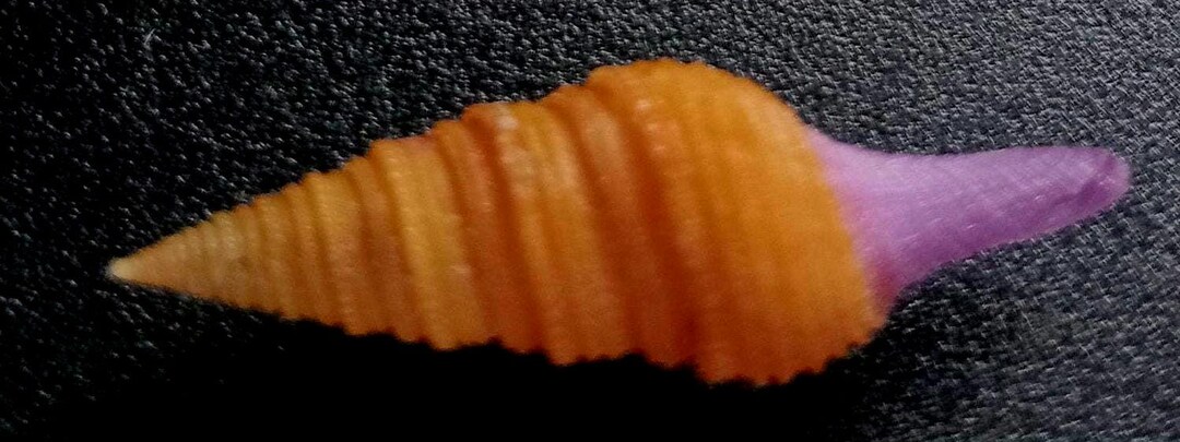 Seashell Turrid Shell..very Nice..38 Mm...very Nice Turrid..item 54 - Etsy