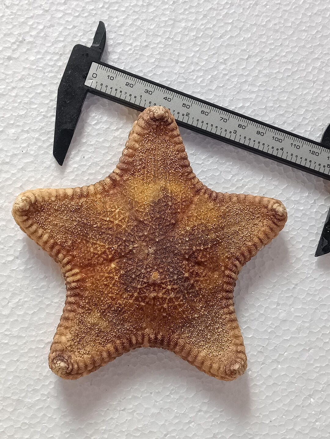 Deep Sea Star Fish 135 Mm..trawl Net Star Fish .. Completely Dried..(seashell Sea Urchin)item ...