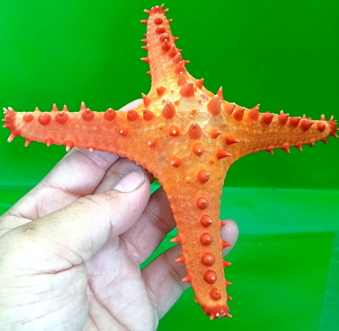 Real Starfish..amazing 4 Fingers Starfish..size 175 Mm... Perfectly ...