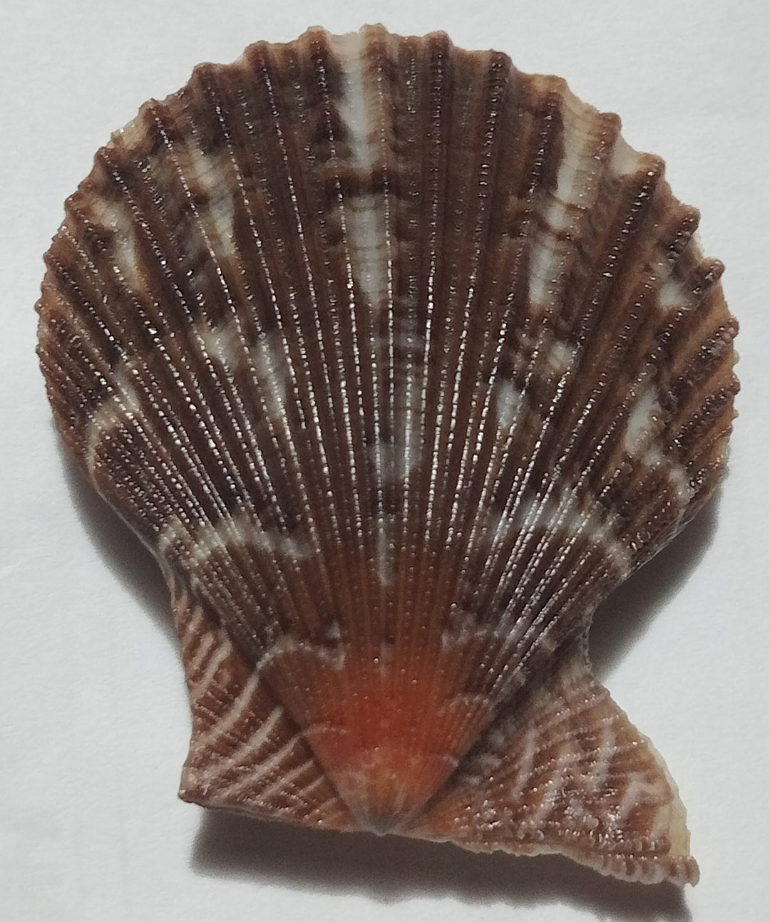 Sea Shell Pectinidae Pecten SP 40 Mm - Etsy