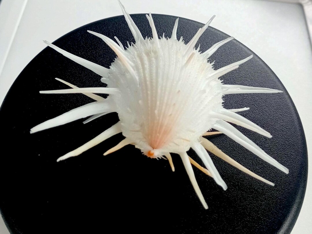 Seashell Spondylus Imperialis..size 86 Mm..item 208 - Etsy