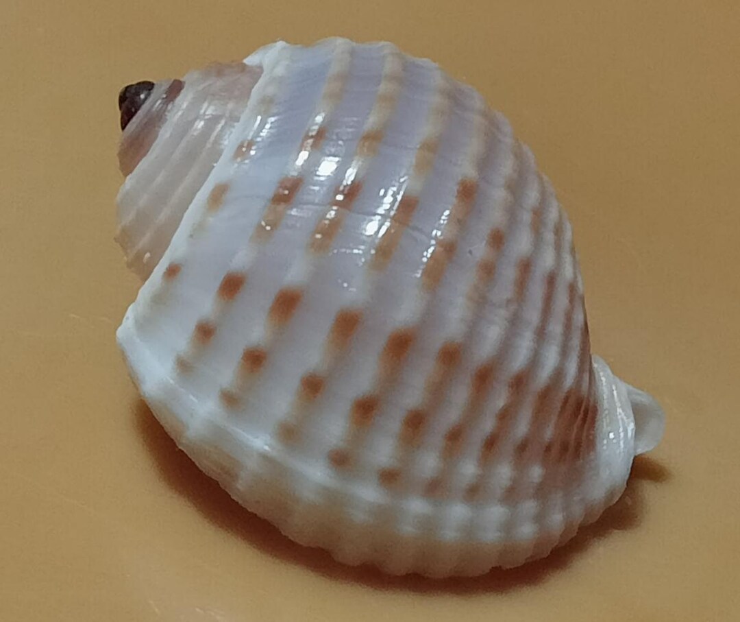 Tonna Dolium Very Small Size 34 Mm..shell #cb805 - Etsy