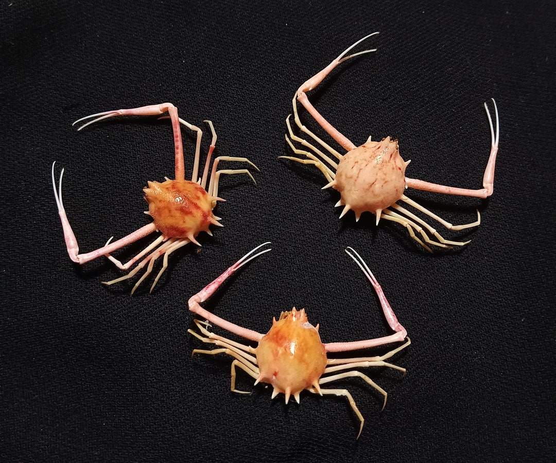 Crustacean Crab Species..3 Pcs Crabs..completely Dried..size - Etsy