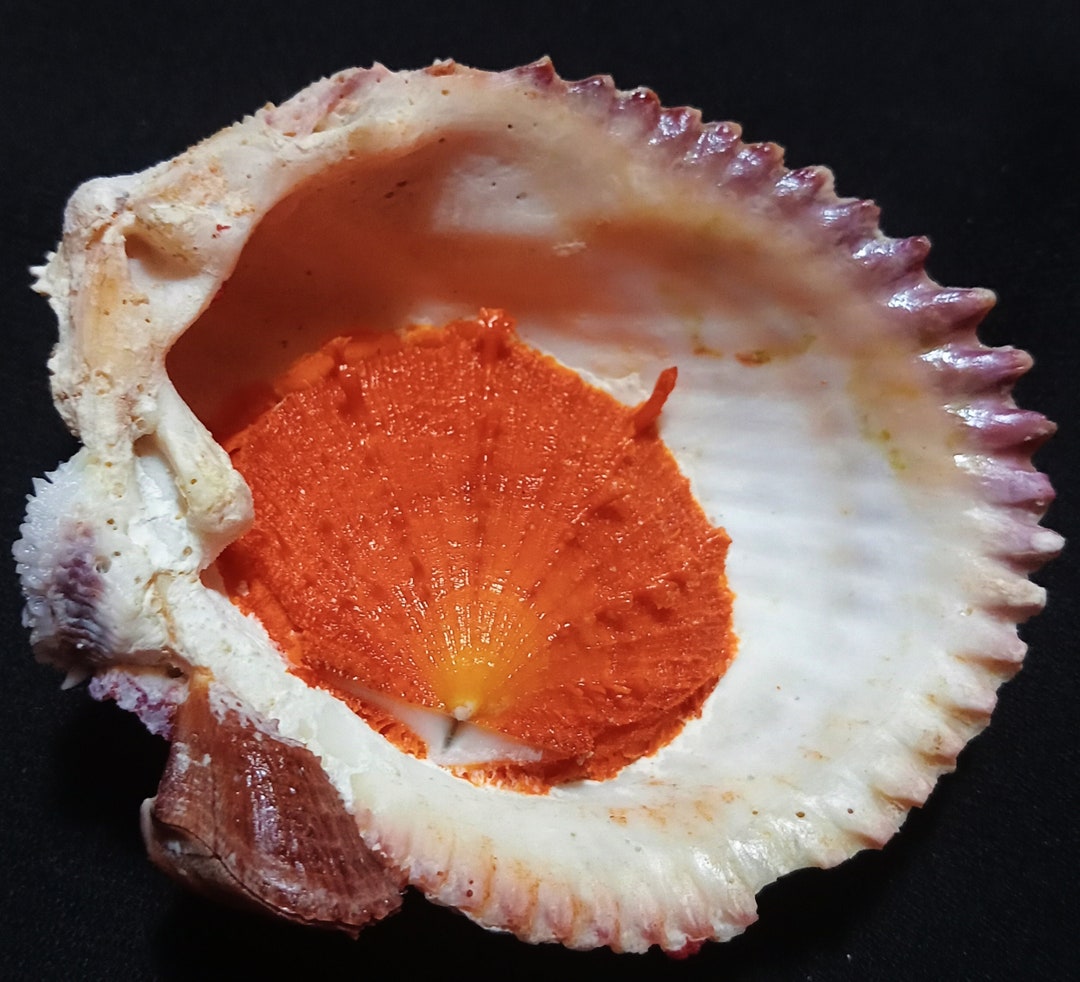 Seashell Big Cockle With Natural Attached Orange Spondylus 102 - Etsy