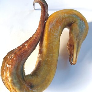 Fish Taxidermy,eel Fish Dried,beautifully Dried..190 Mm..measured Just ...