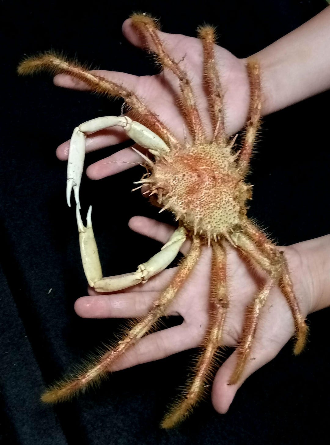 Crab Taxidermy-very Deep Sea Crab,very Big Size 340x180 Mm..more or ...