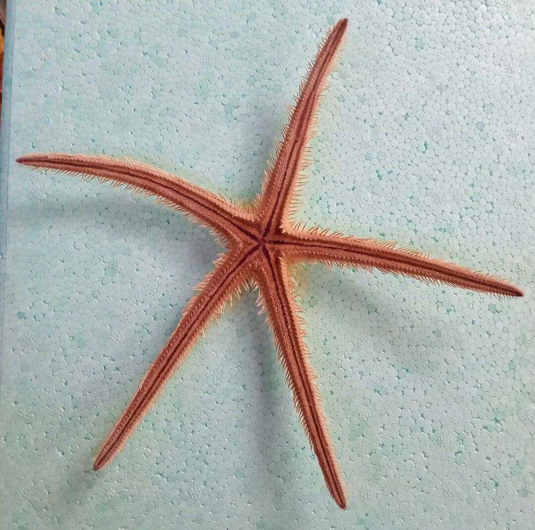 Star Fish 7 Inches..spiny Real Star Fish.. - Etsy