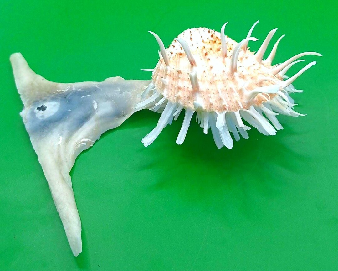 Seashell Spondylus Barbatus in Hammer Shell Attach..size 110 Mm ...