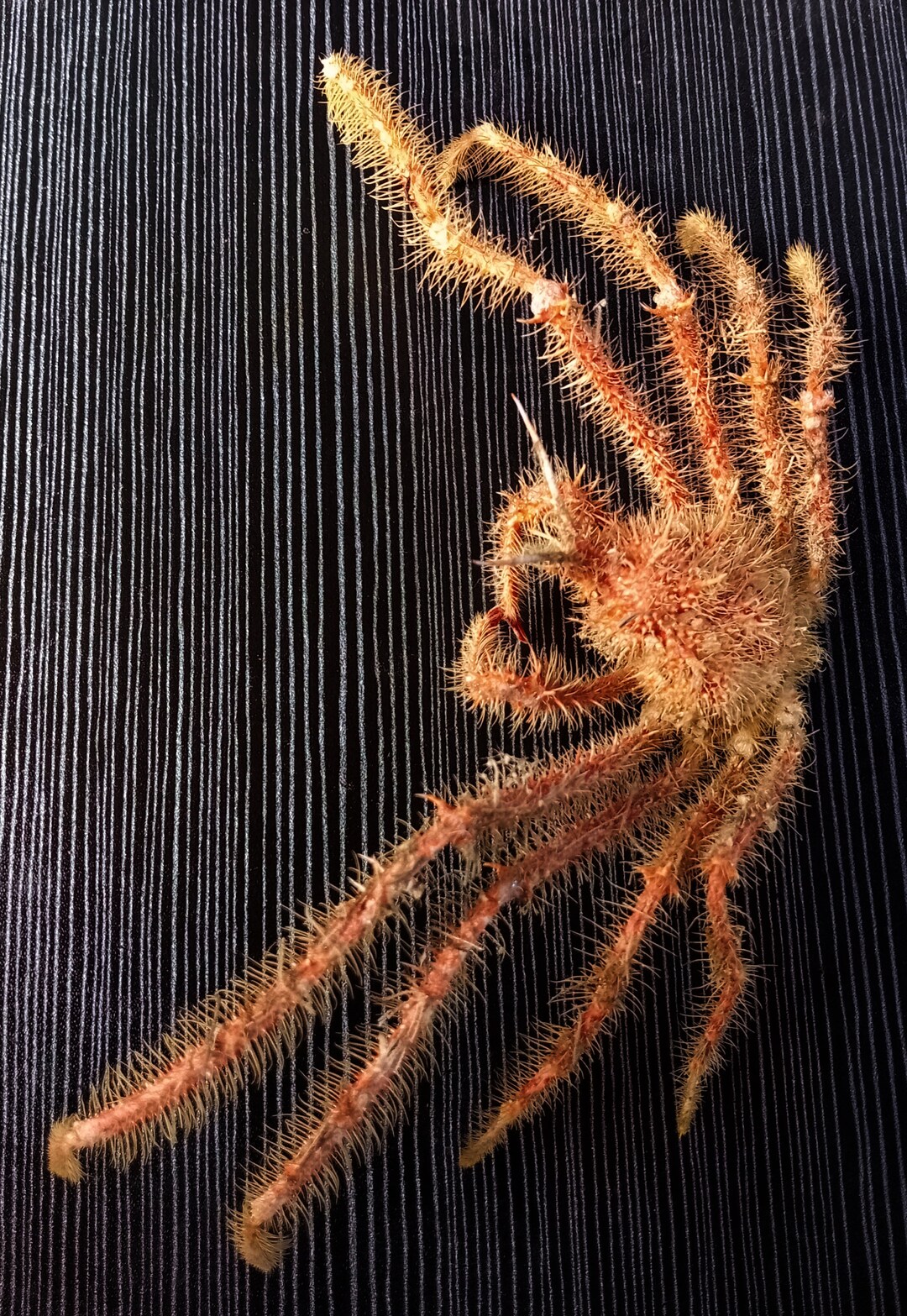 Crustacean..rare Spider Crab.pleistacsntha Oryx Crab-spike and Hairy ...