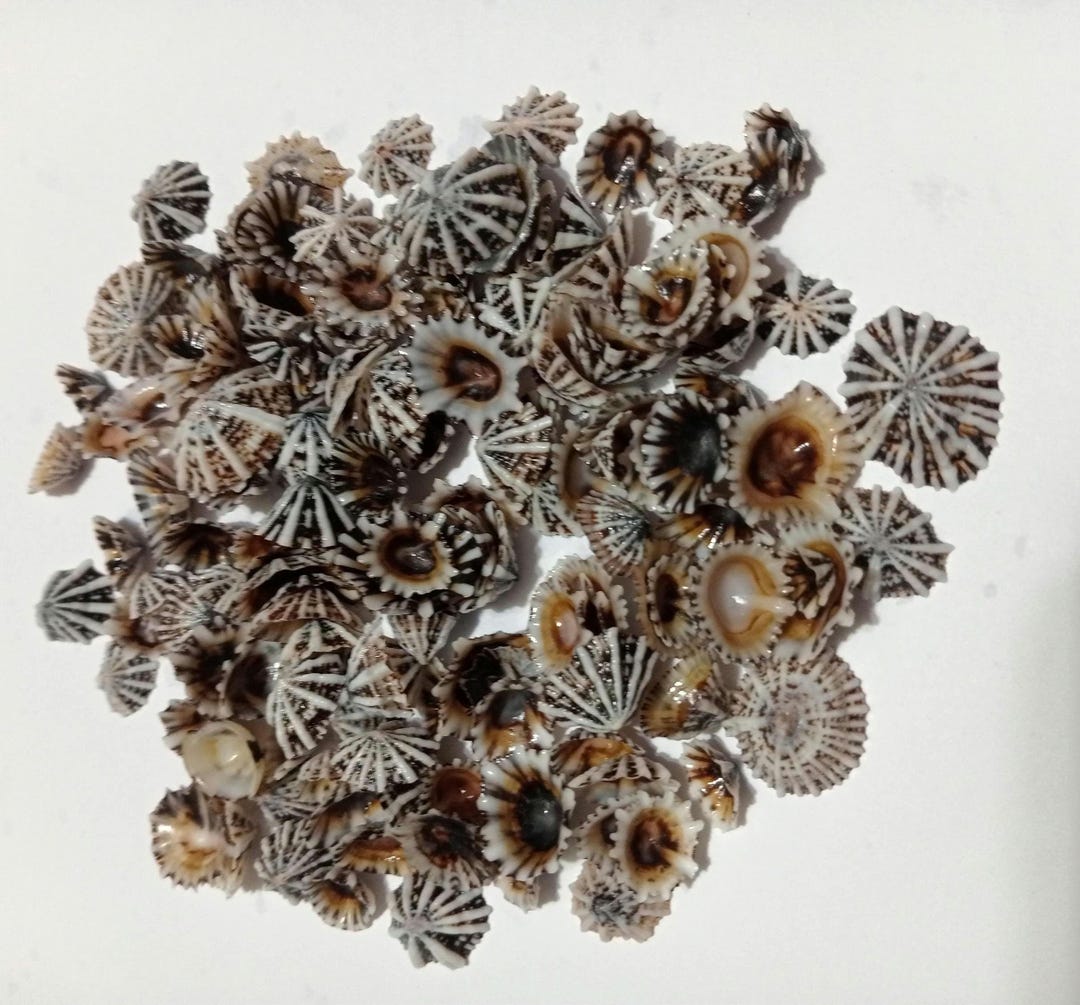Siphonaria Sipho...50 Pcs Shells(size 12-17 Mm)seashell # Cb38 - Etsy