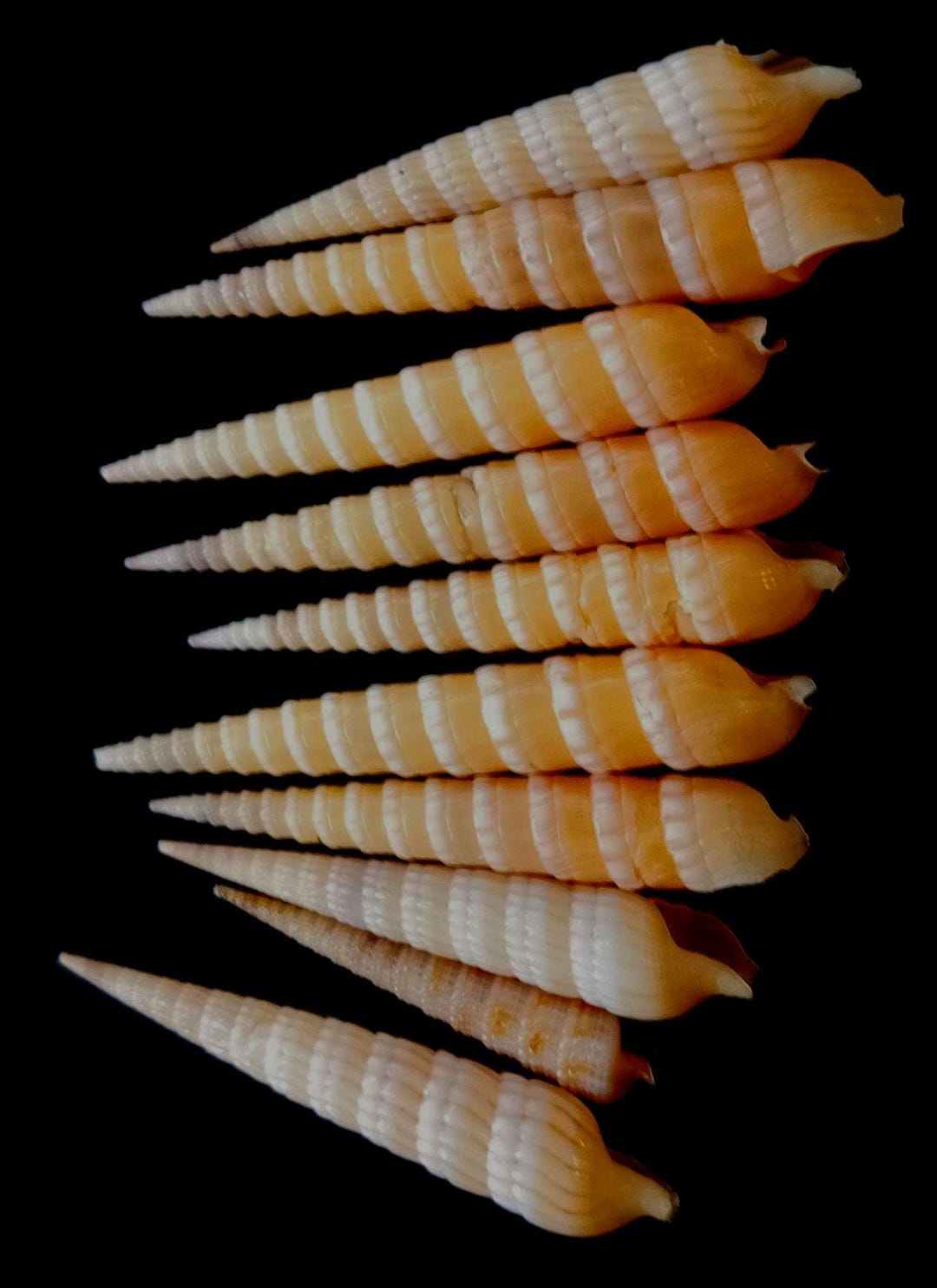 Seashell Terebridae Terebra So..lenght 30-33 Mm..10 Pcs Shells..item309 ...