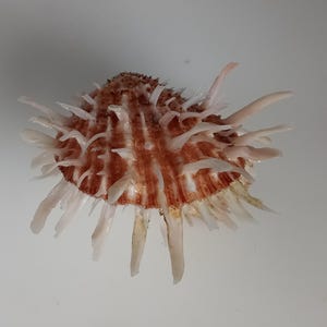 Spondylus Variegatus 80 Mm.natural Quality..seashell Item # 6 - Etsy