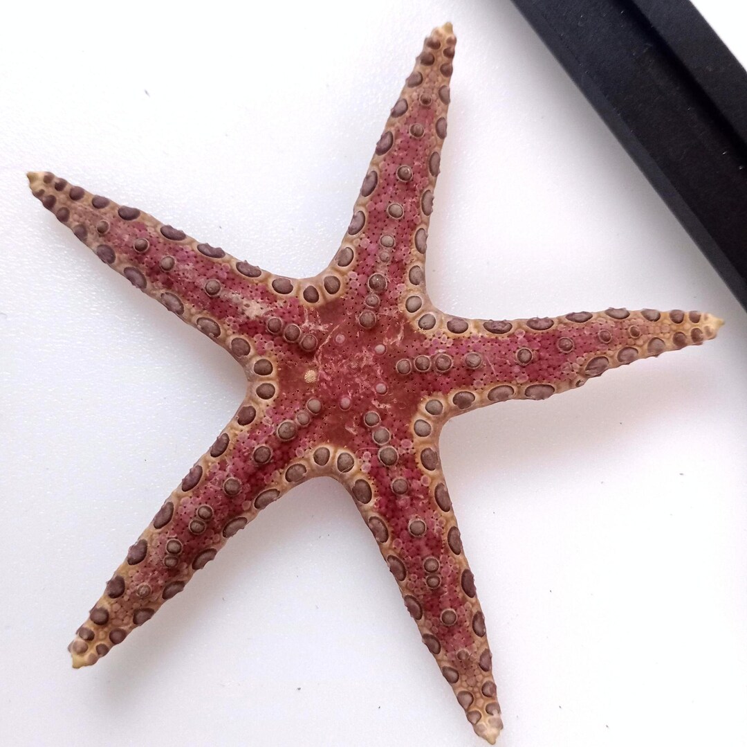Rare Deep Sea Star Fish 80 Mm.. Completely Dried Item # 205 - Etsy