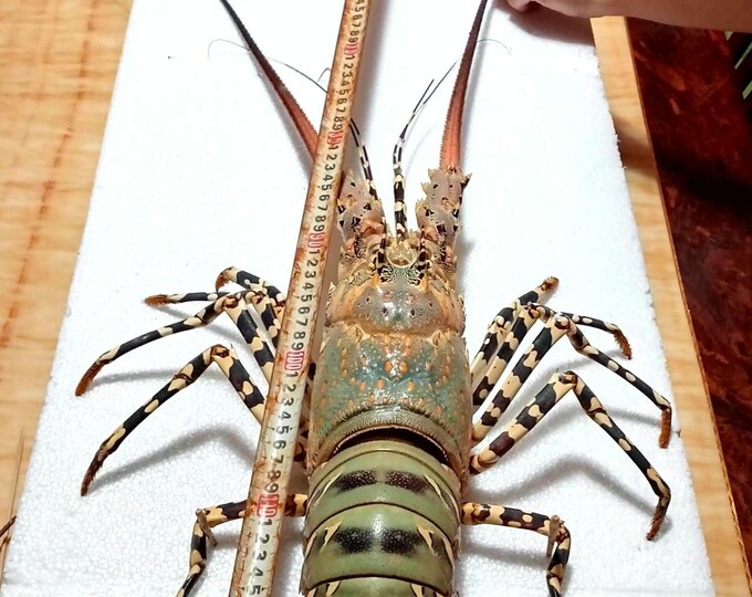 Crab Taxidermy...tiger Lobster.size 130 Cm..super Long Lobster..meat ...