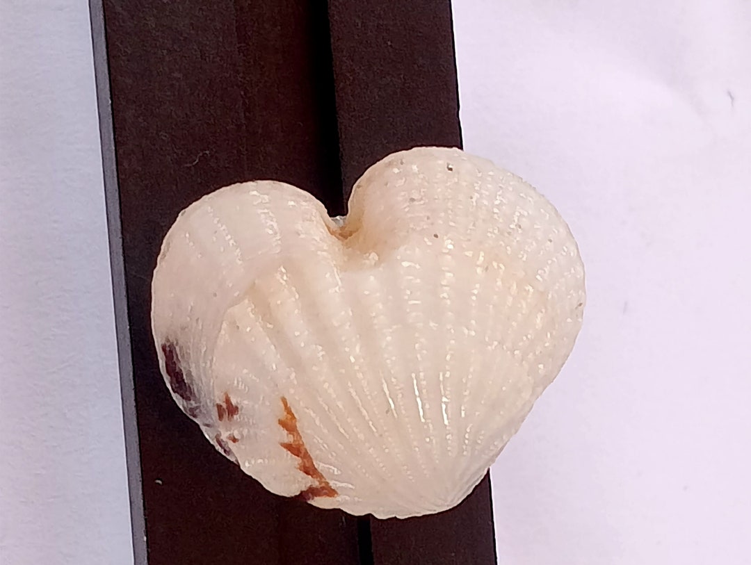 Sea Shell Bivalvia Sp..amazing Form..nature Quality.19 Mm. - Etsy