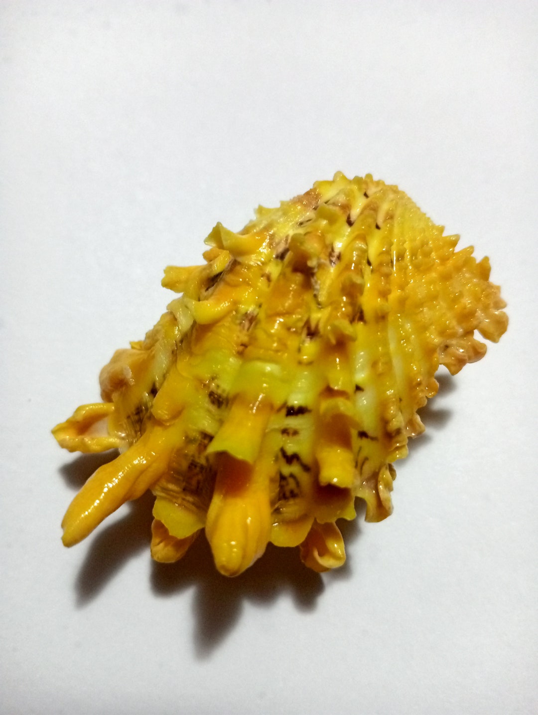 Sea Shell Cardita Crassicosta 56 Mm.. Collectible..83 - Etsy