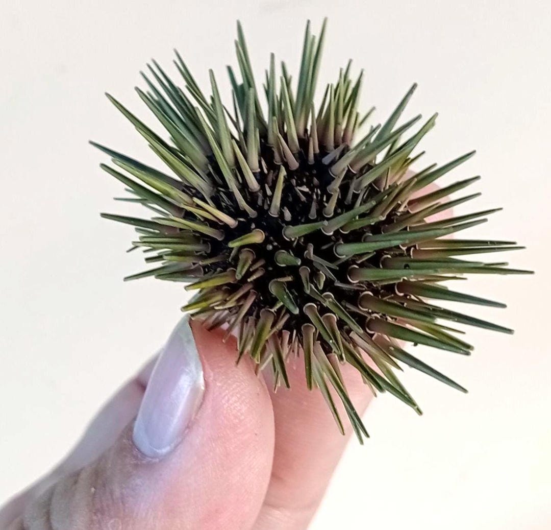 Echinometra Mathaei..sea Urchin With Spine.50 Mm..very Good Quality ...