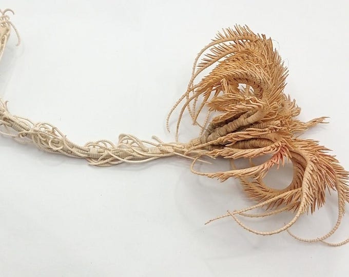 Ocean Life-deep Sea Dried Specimen 200 Mm..beach Dried Craft - Etsy