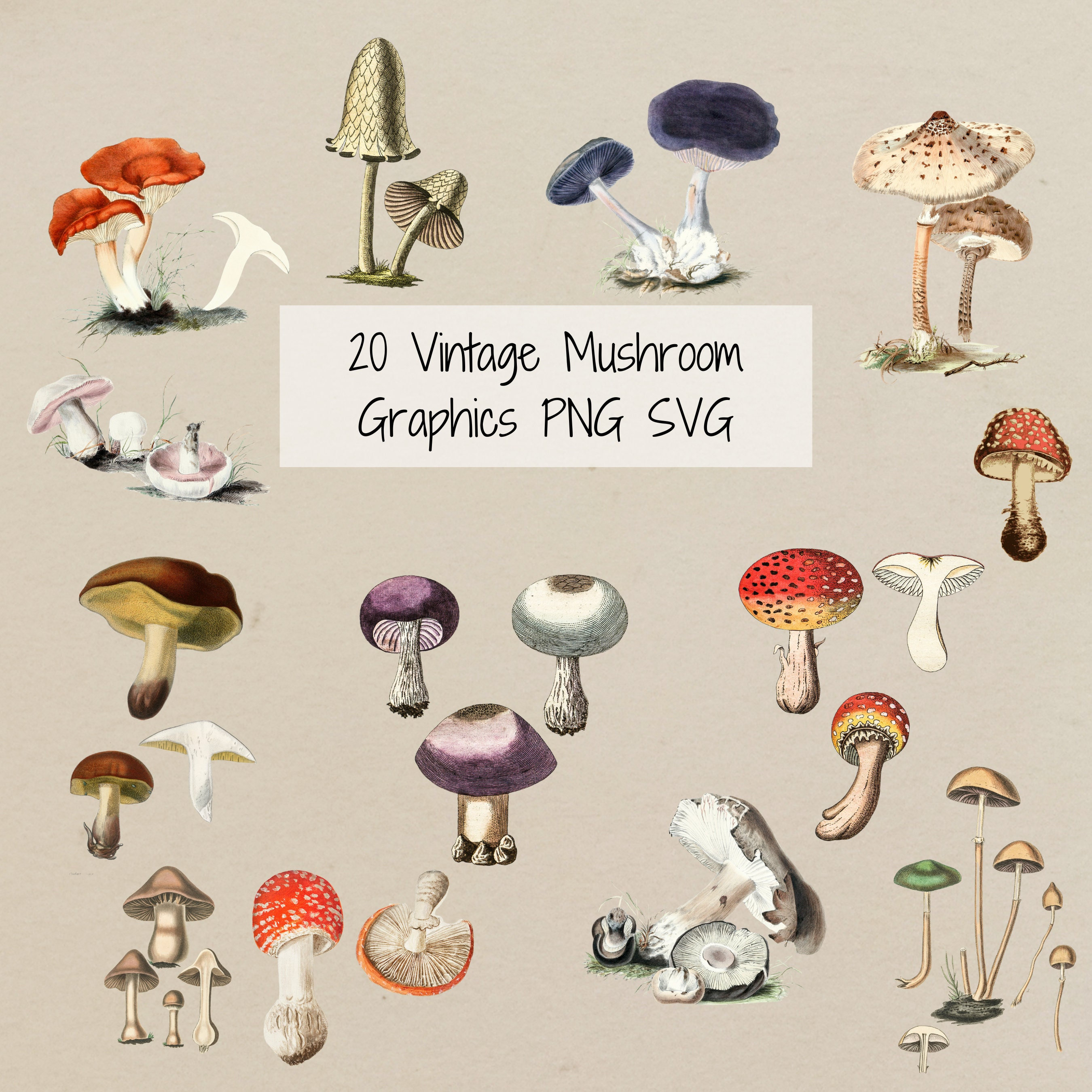 20 Vintage Mushroom Graphics, PNG SVG, Digital Download, Public Domain ...
