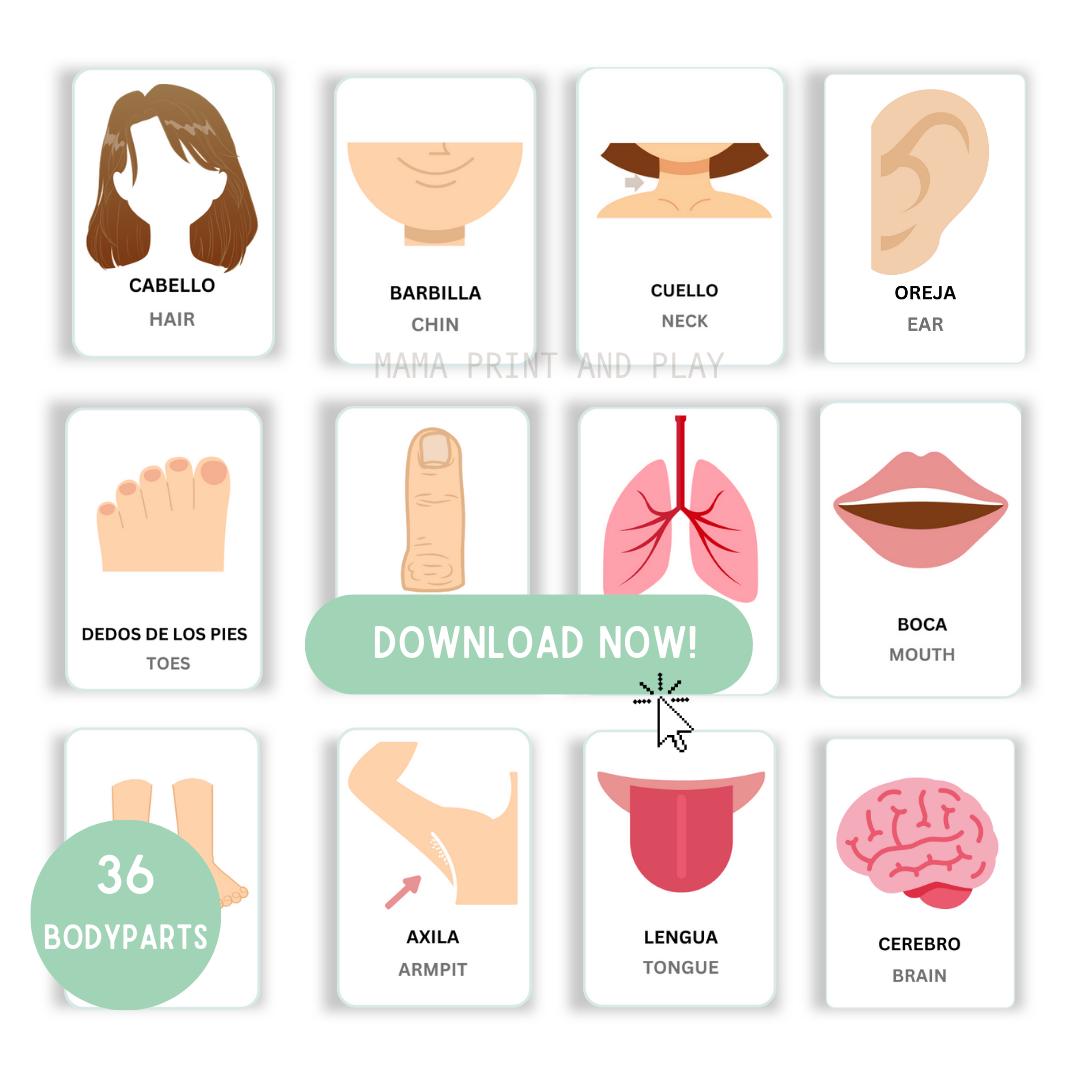 BODY PARTS BILINGUAL Flashcards, Spanish and English Flashcards, Pre ...