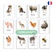 Farm Animals Flashcards in French for Kids | Printable Flashcards ...