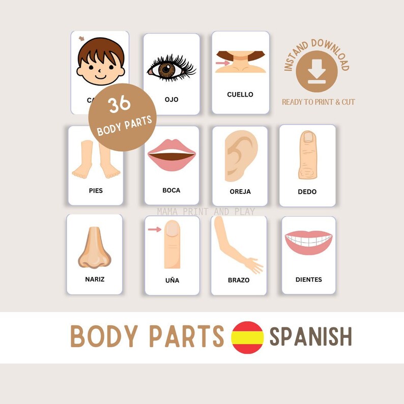 36 Body Parts Flashcards in Spanish, Montessori Flashcards, Pre-school ...