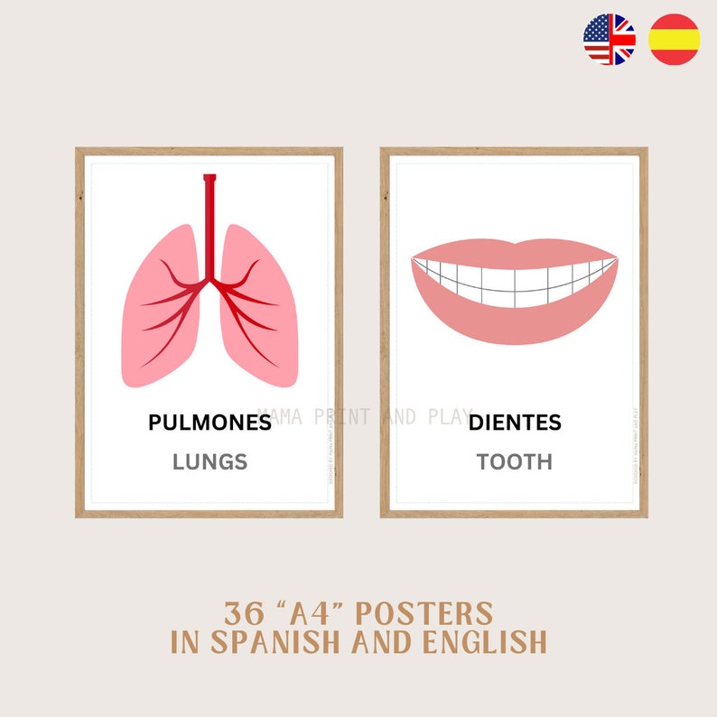 36 Body Parts Bilingual Cards, Montessori Flashcards, Preschool Cards ...