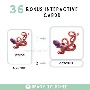 OCEAN ANIMALS | Sea Animals Flashcards | Montessori Cards | Educational ...