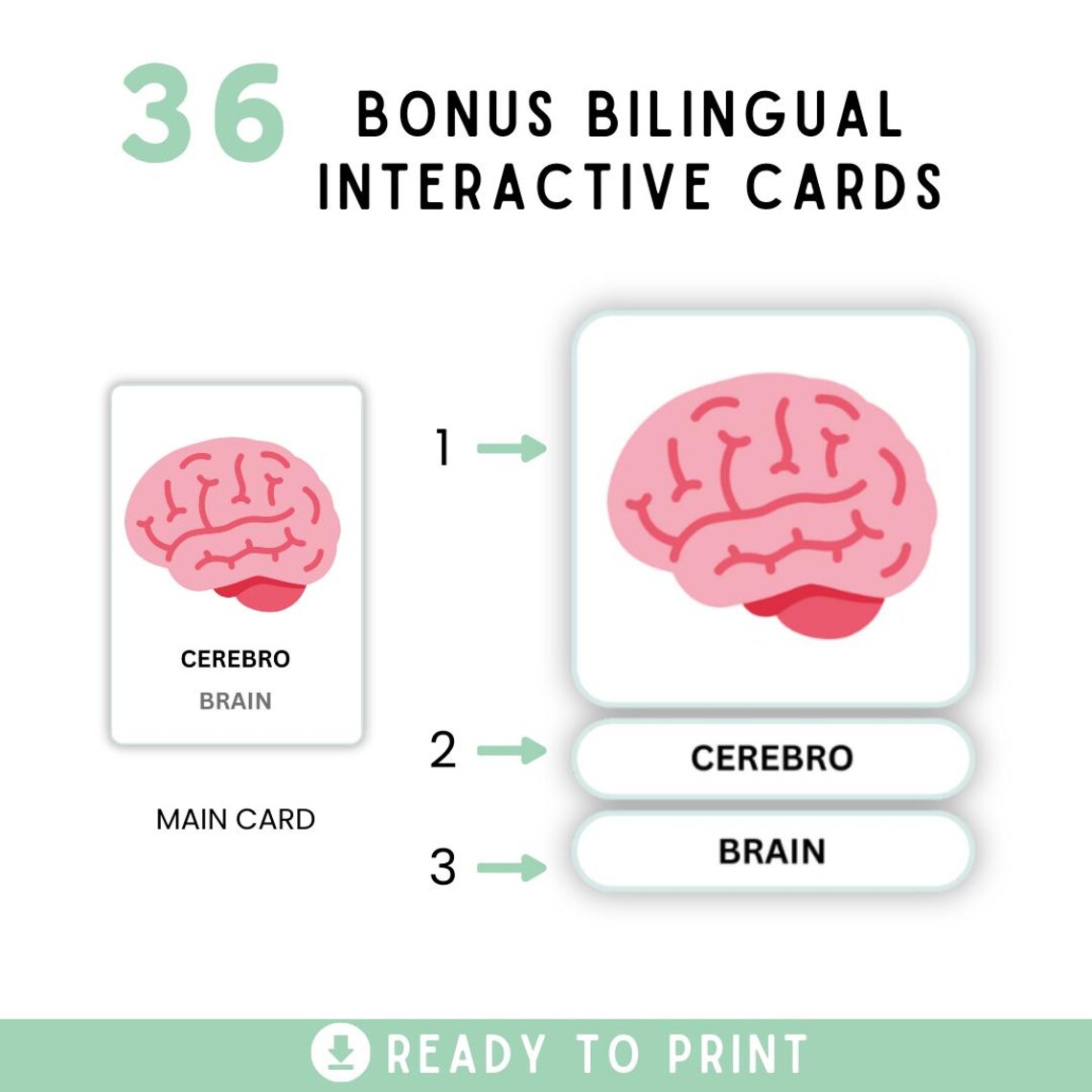 BODY PARTS BILINGUAL Flashcards, Spanish and English Flashcards, Pre ...