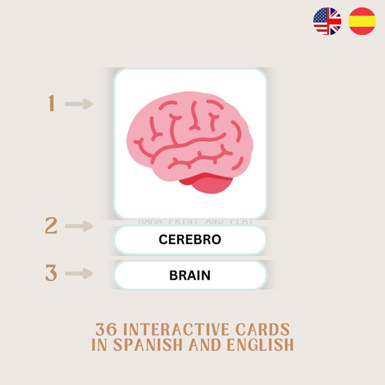 36 Body Parts Bilingual Cards, Montessori Flashcards, Preschool Cards ...