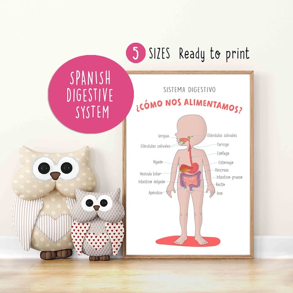 Digestive System Poster - Etsy