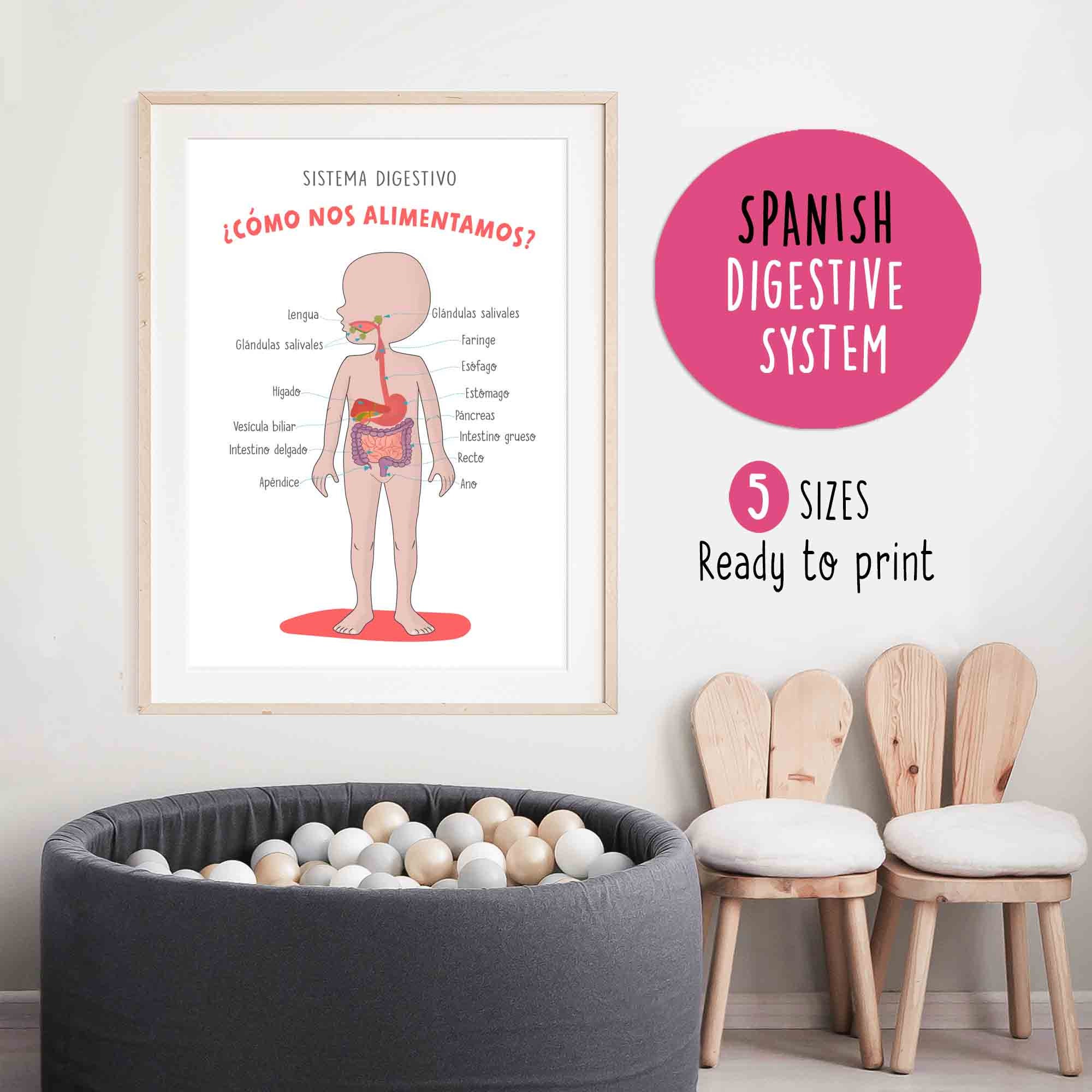 Spanish Digestive System Human Body Systems Preschool and - Etsy
