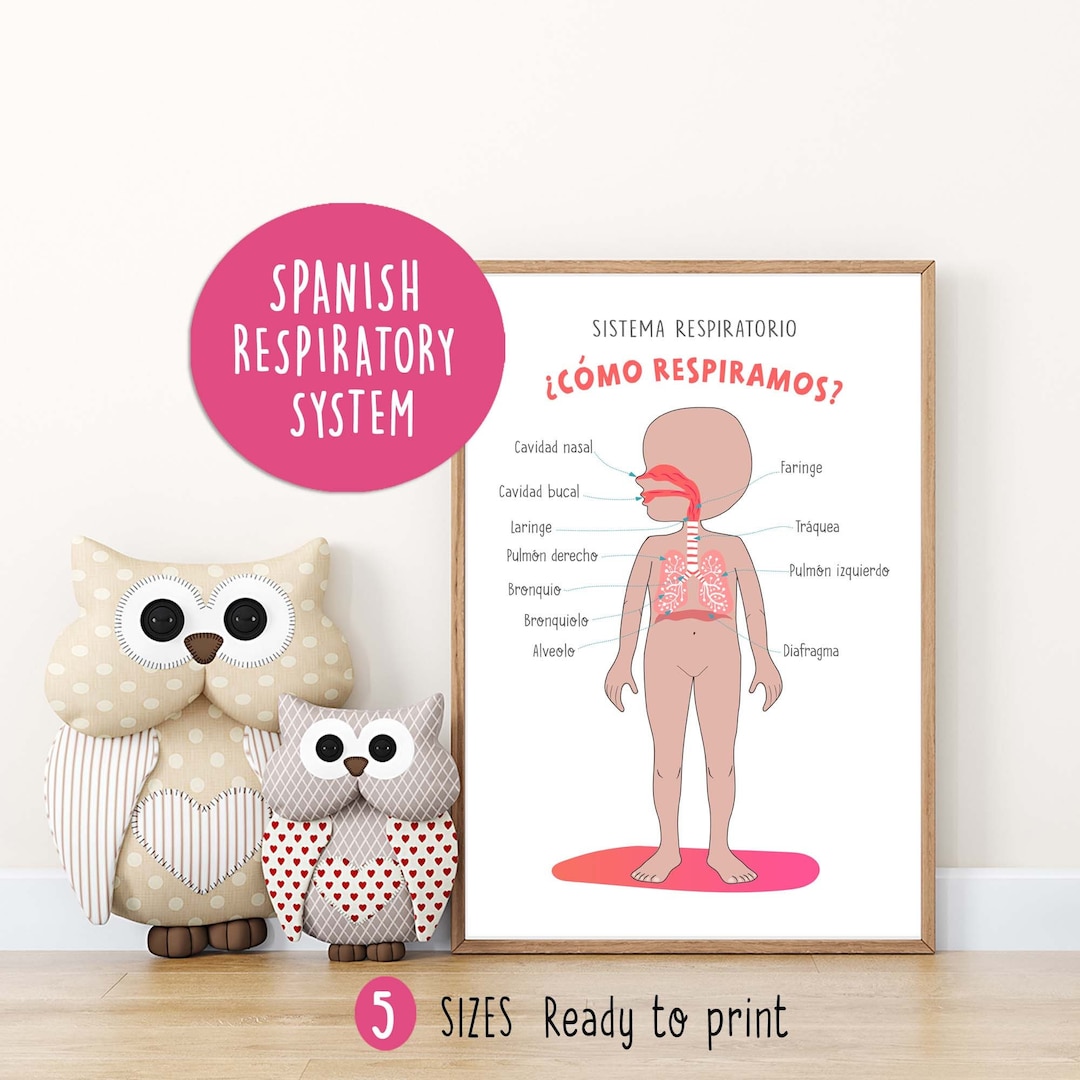 Spanish Respiratory System, Human Body Systems, Preschool and Primary ...