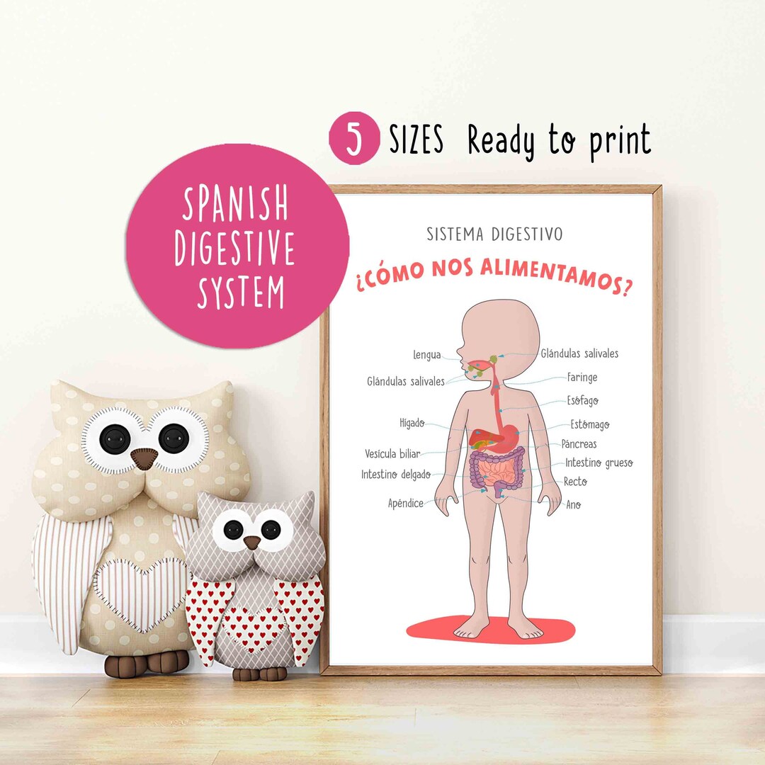 Spanish Digestive System Human Body Systems Preschool and - Etsy