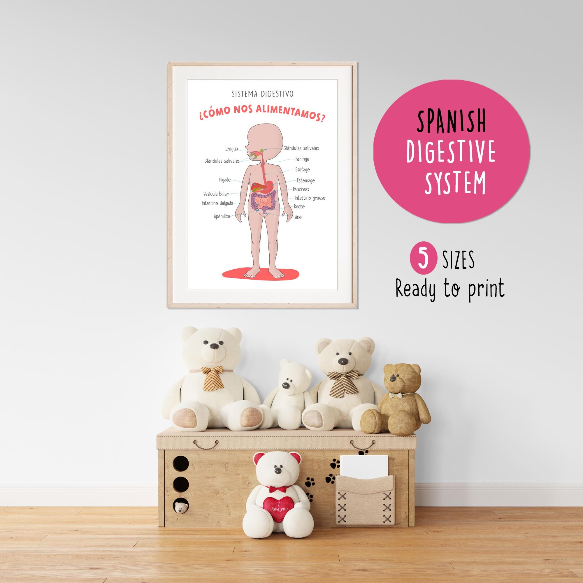 Spanish Digestive System Human Body Systems Preschool and - Etsy