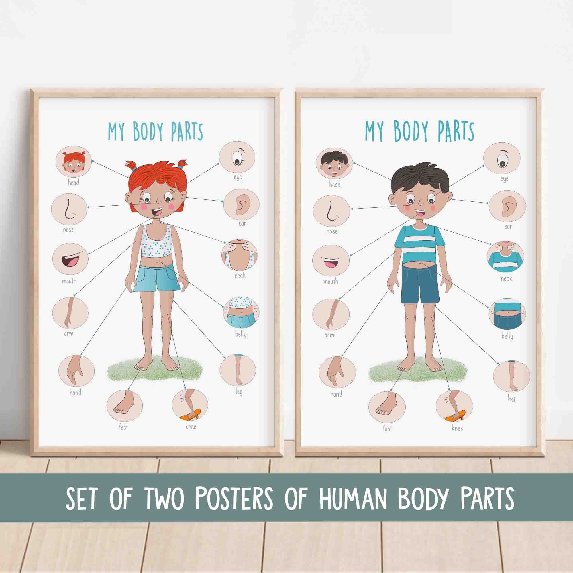 Set of 2 Posters of Human Body Parts Preschool and Primary Education ...